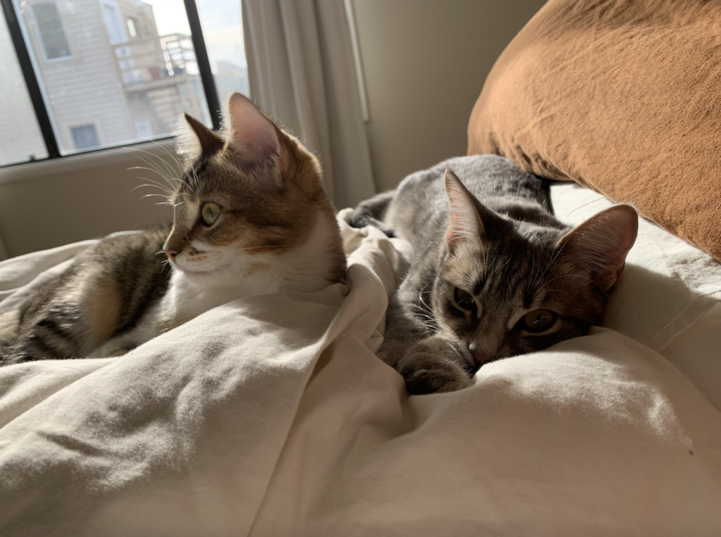 An Interview With BAVC Media’s Director of Marketing & Communications: Daniel Díaz - BAVC Media